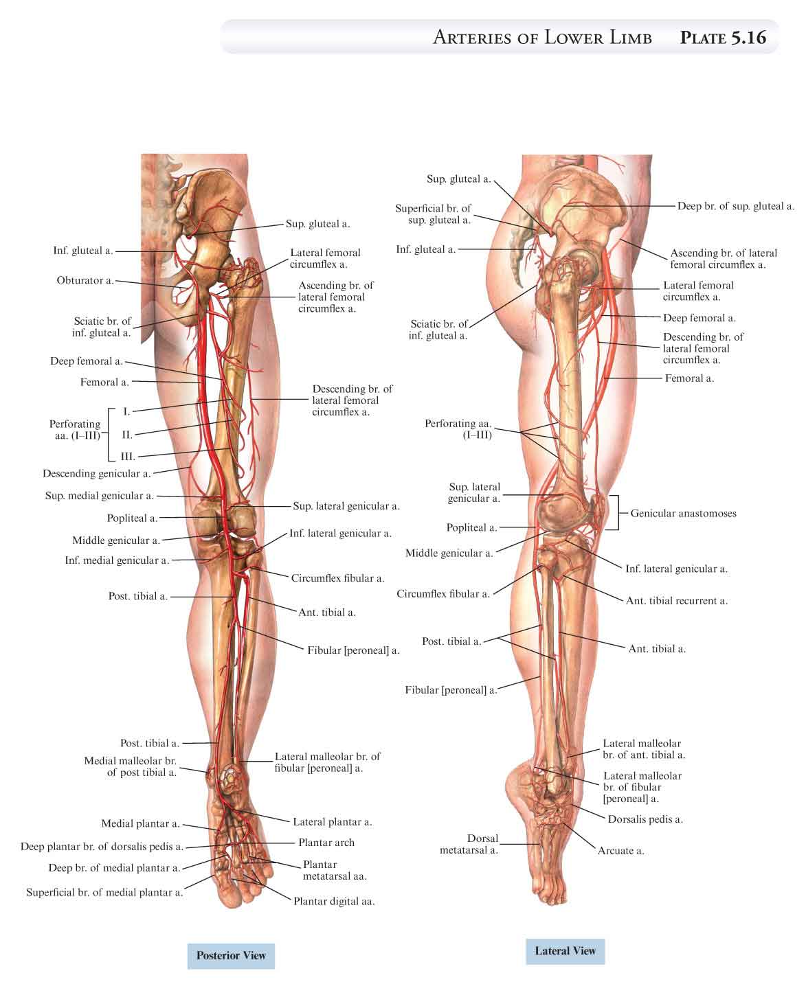 Leg Artery Anatomy