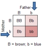 Native American ancestry a myth? (public, program, adoption, Eastern ...