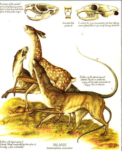 MORPHOLOGY. DRAWING. LIFE.