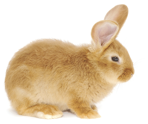 Amazon.co.uk: Caring For Your New Rabbit: Pet Supplies